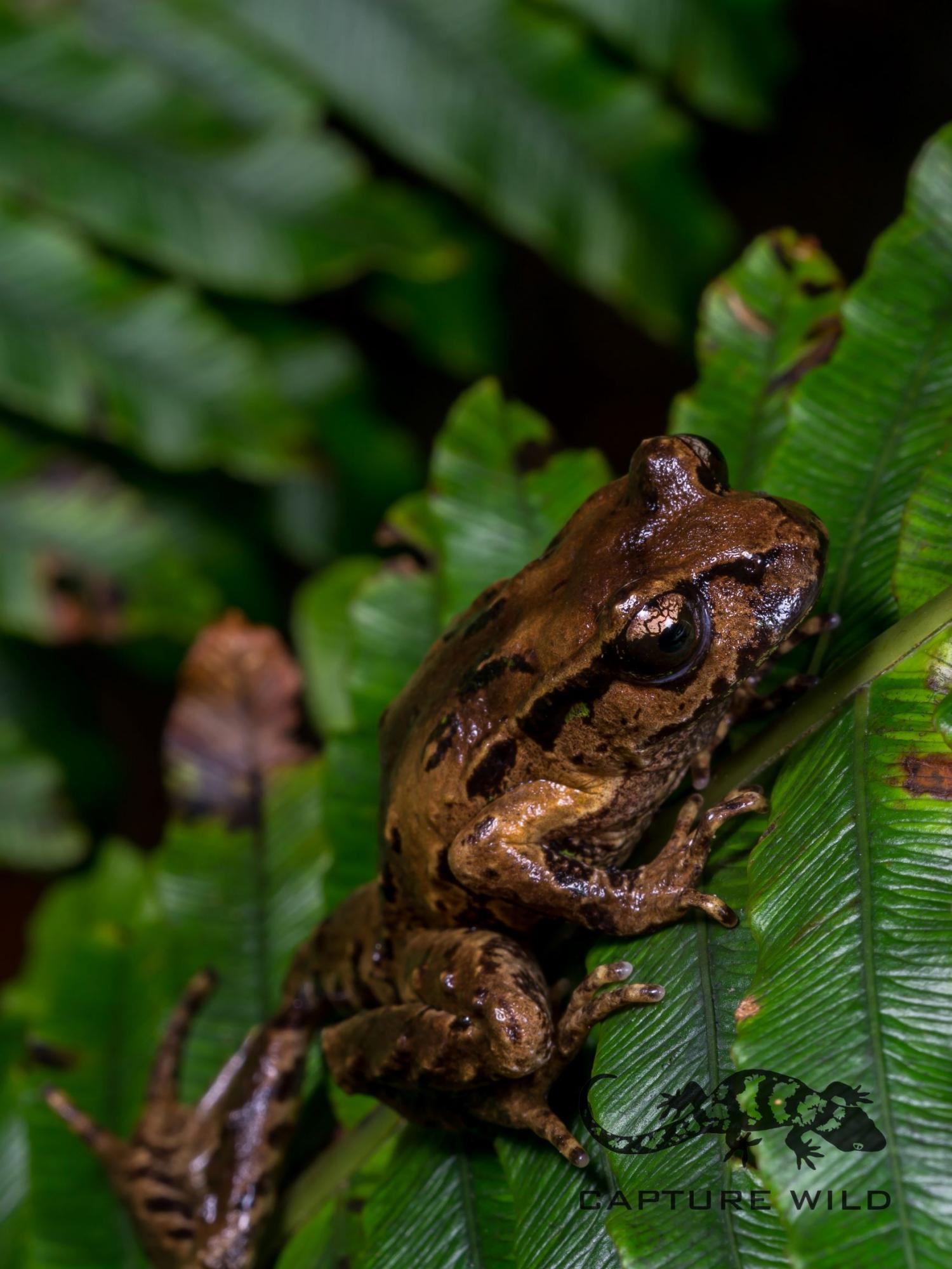 Leiopelma archeyi | NZHS